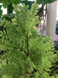 Sophora toromiro, ¿Qué hay de su supervivencia? – Conservación del Toromiro