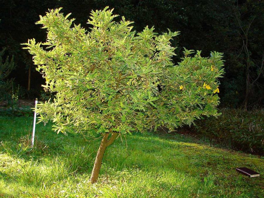 Sophora toromiro, ¿Qué hay de su supervivencia? – Conservación del Toromiro
