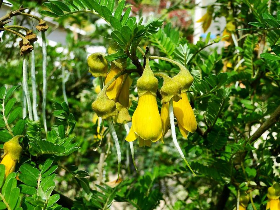 Sophora toromiro, ¿Qué hay de su supervivencia? – Conservación del Toromiro