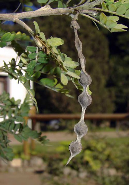 Visión general del toromiro – Conservación del Toromiro